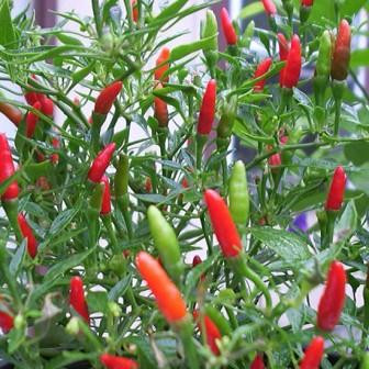 Birdseye Demon Chilli Seeds | Chillies on the Web