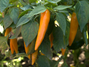 Bulgarian Carrot Chilli Seeds | Chillies on the Web