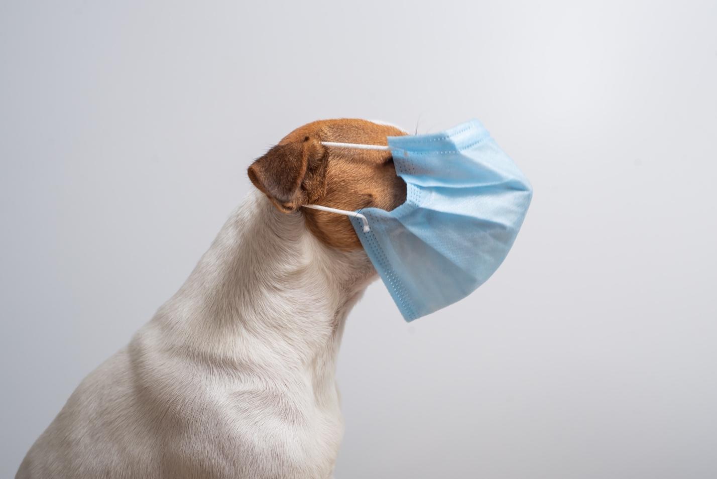 Signs Your Dog Has Allergies: Dog Allergies Breakdown - Eye Envy Inc.