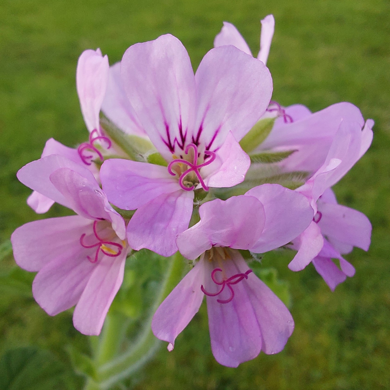 Pelargonium 'Attar of Roses' Geranium Attar of Roses (1ltr Pot)