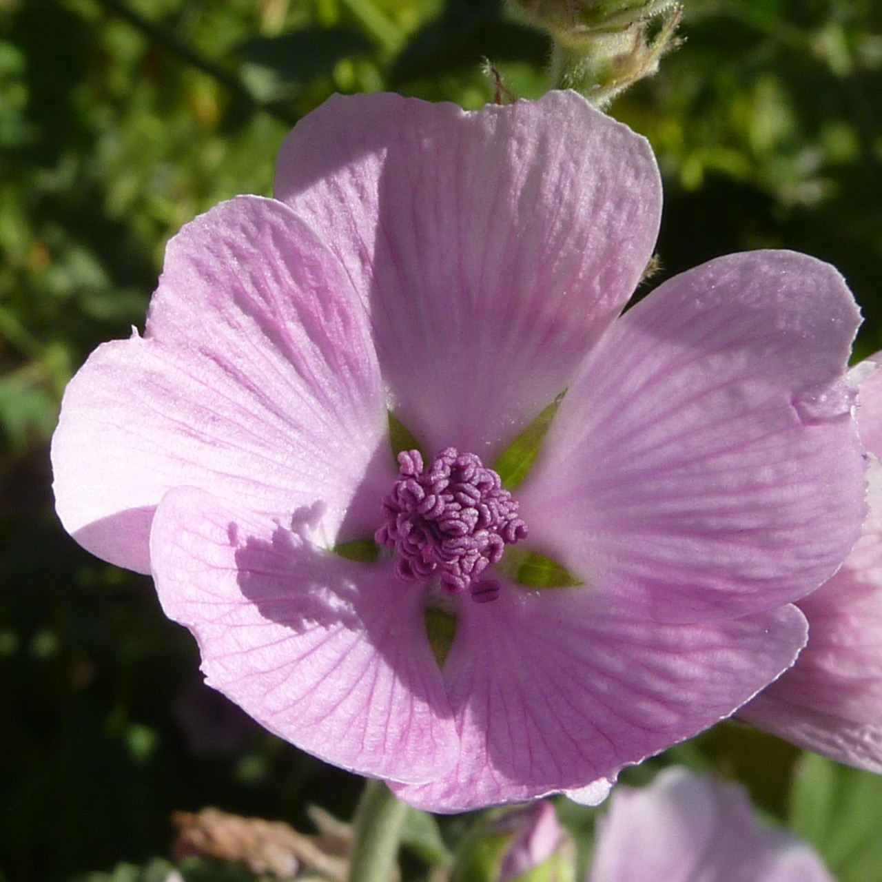 Althaea officinalis 'Mallow' | Buy Herb Plants