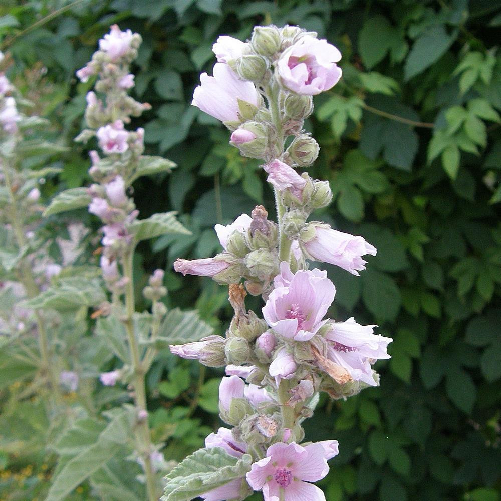 Althaea officinalis 'Mallow' | Buy Herb Plants