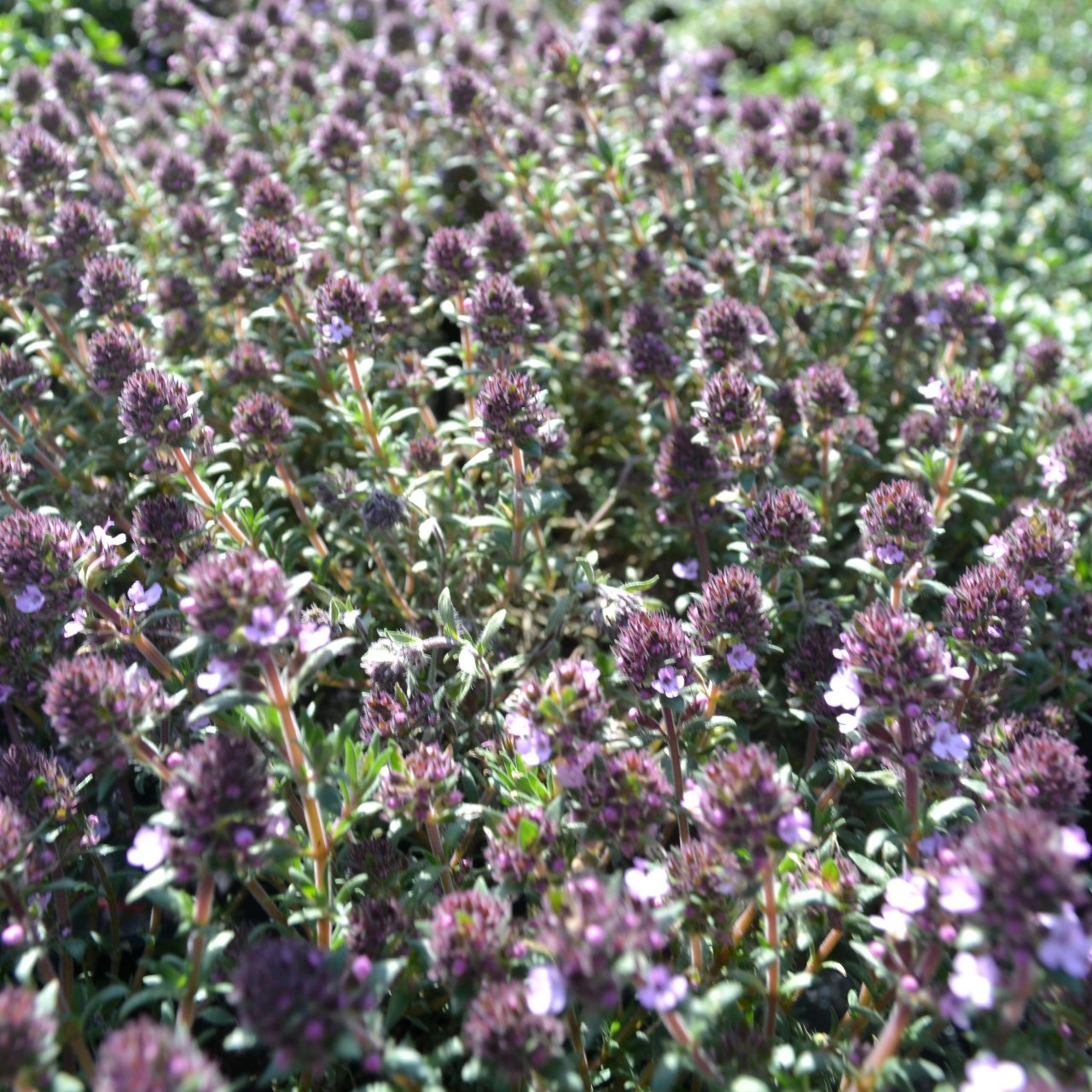 Thymus nitidus 'Peter Davis' Thyme | Buy Herb Plants