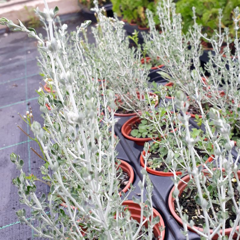 Teucrium marum(Cat Thyme) 1LITRE Pot