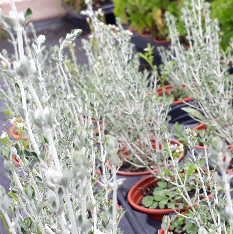 Teucrium marum(Cat Thyme) 1LITRE Pot