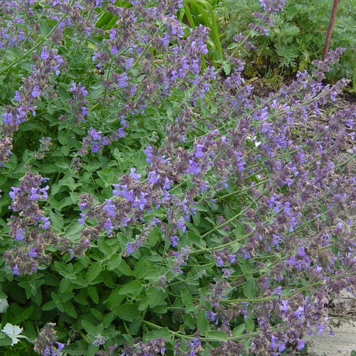 Nepeta racemosa Catmint | Buy Herb Plants