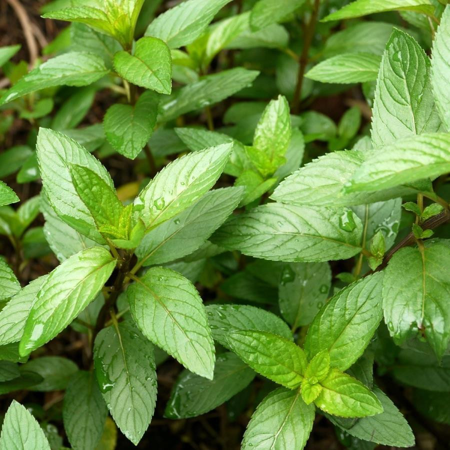 Mentha x piperita f. citrata, Eau de Cologne Mint | Buy Herb Plants