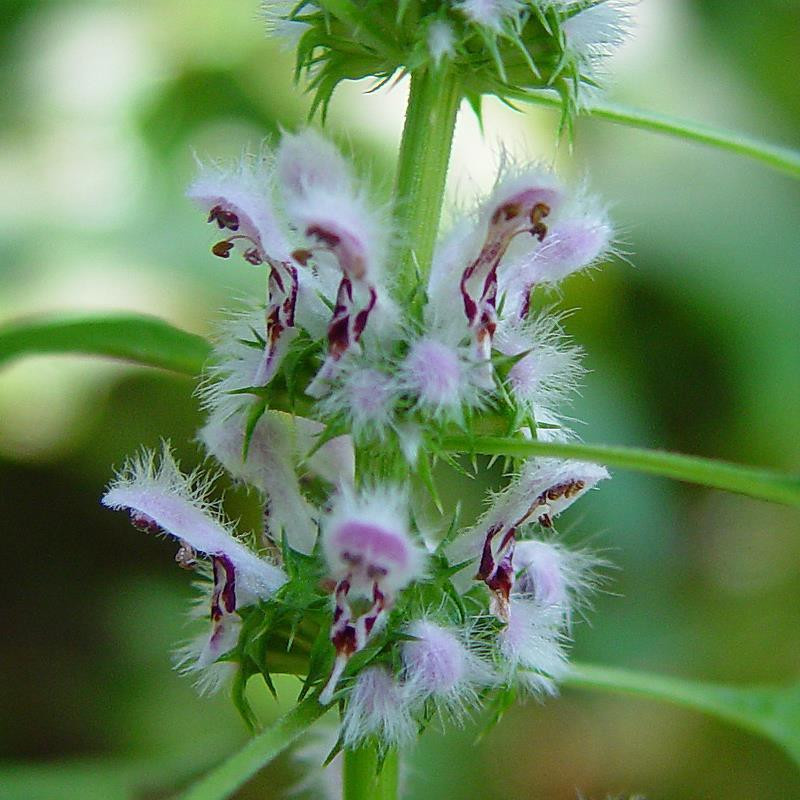 Leonurus cardiaca Motherwort | Buy Herb Plants