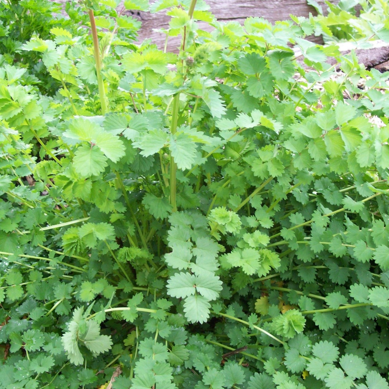 Sanguisorba minor 'Salad Burnet' | Buy Herb Plants