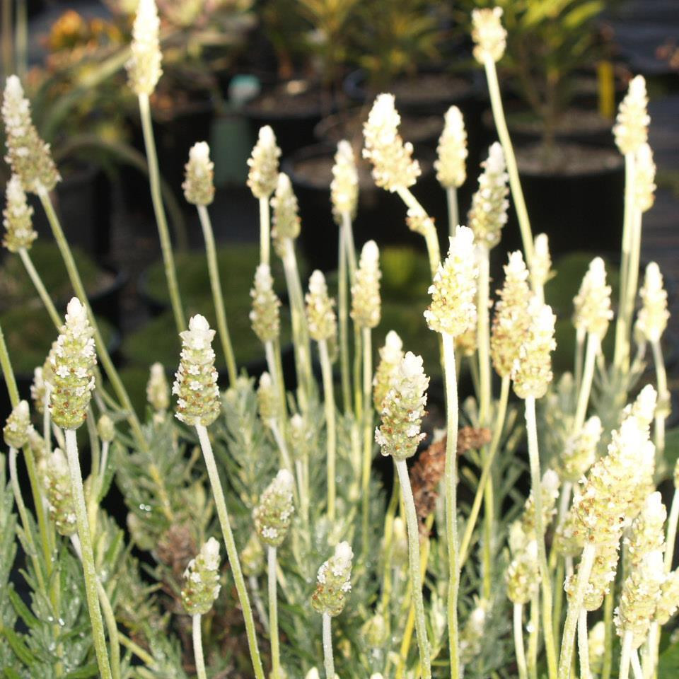 Lavender x intermedia 'Alba' Lavender White | Buy Herb Plants