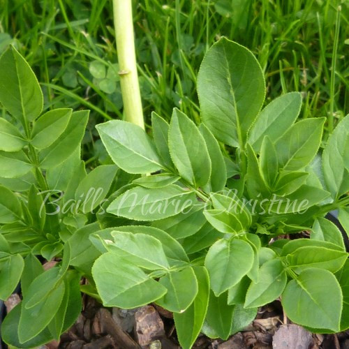 Dictamnus albus 'alba' Gas Plant (white flower) | Buy Herb Plants