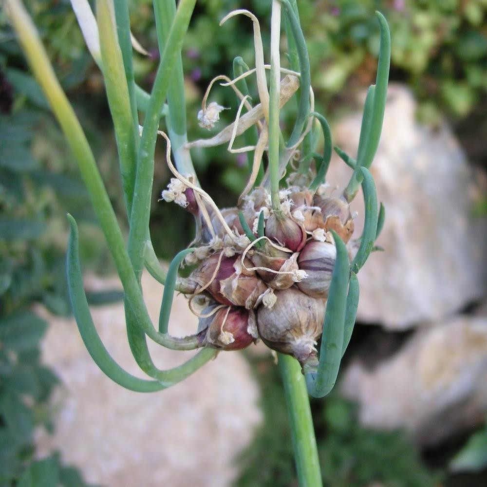 Allium cepa Proliferum Group, Tree Onion | Buy Herb Plants