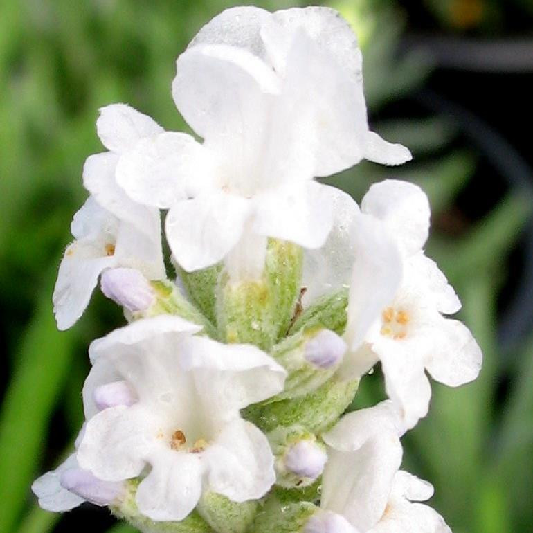 Lavandula angustifolia 'Nana Alba' Lavender | Buy Herb Plants
