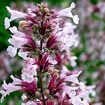 Calamintha nepeta Lesser Calamint | Buy Herb Plants