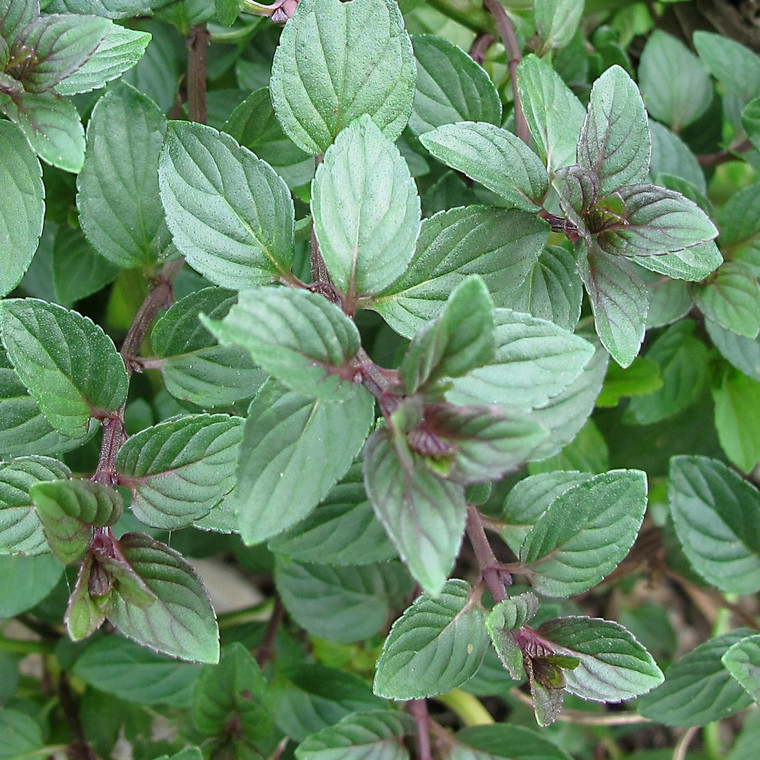 Mentha X Piperita F Citrata Chocolate Chocolate Peppermint Buy Mentha X Piperita F Citrata Chocolate Chocolate Peppermint Buy