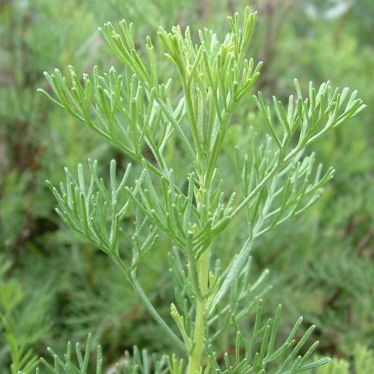 Artemisia abrotanum 'Southernwood' | Buy Herb Plants