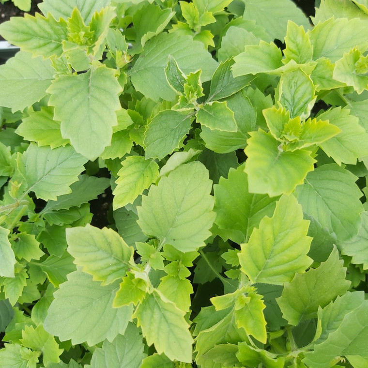 Calamintha grandiflora 'Variegata' Calamint Variegated | Buy Herb Plants