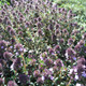 Thymus nitidus 'Peter Davis' Thyme | Buy Herb Plants