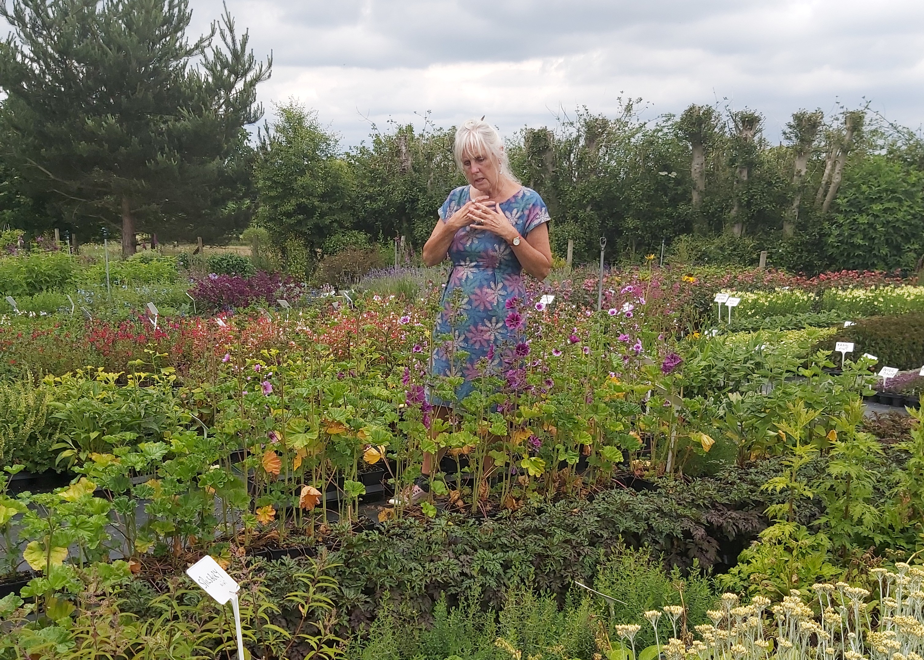 Barbara Wilkinson talks and June Open Days - Hooks Green Herbs