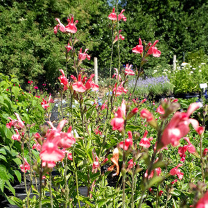Salvia microphylla Trelawny Rose Pink Sage | Buy Herb Plants