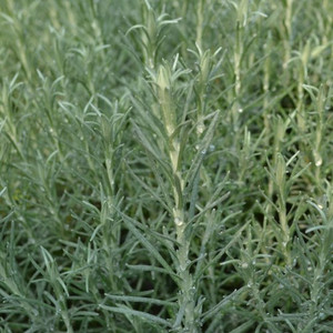 Helichrysum microphyllum | Dwarf Curry | Buy Herb Plants