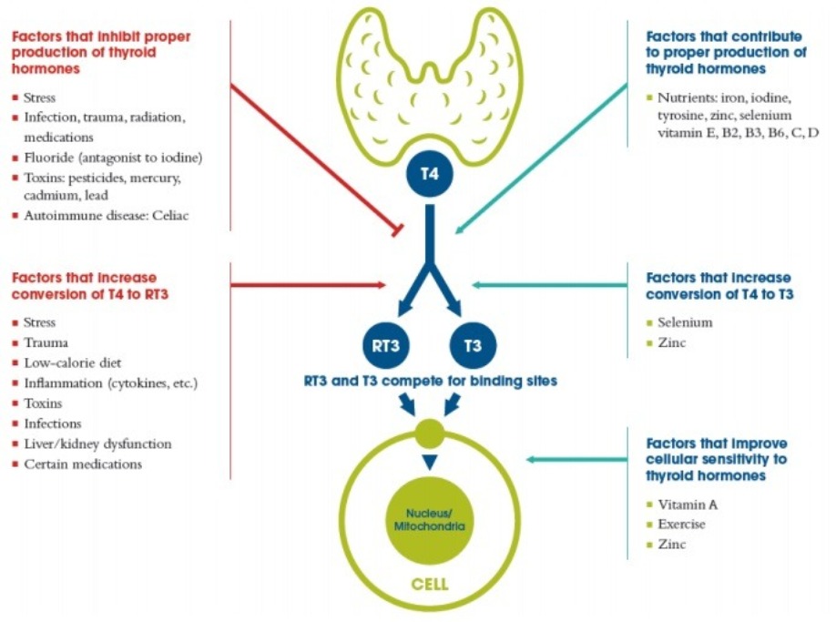 The Thyroid Connection - Cincinnati Health Institute