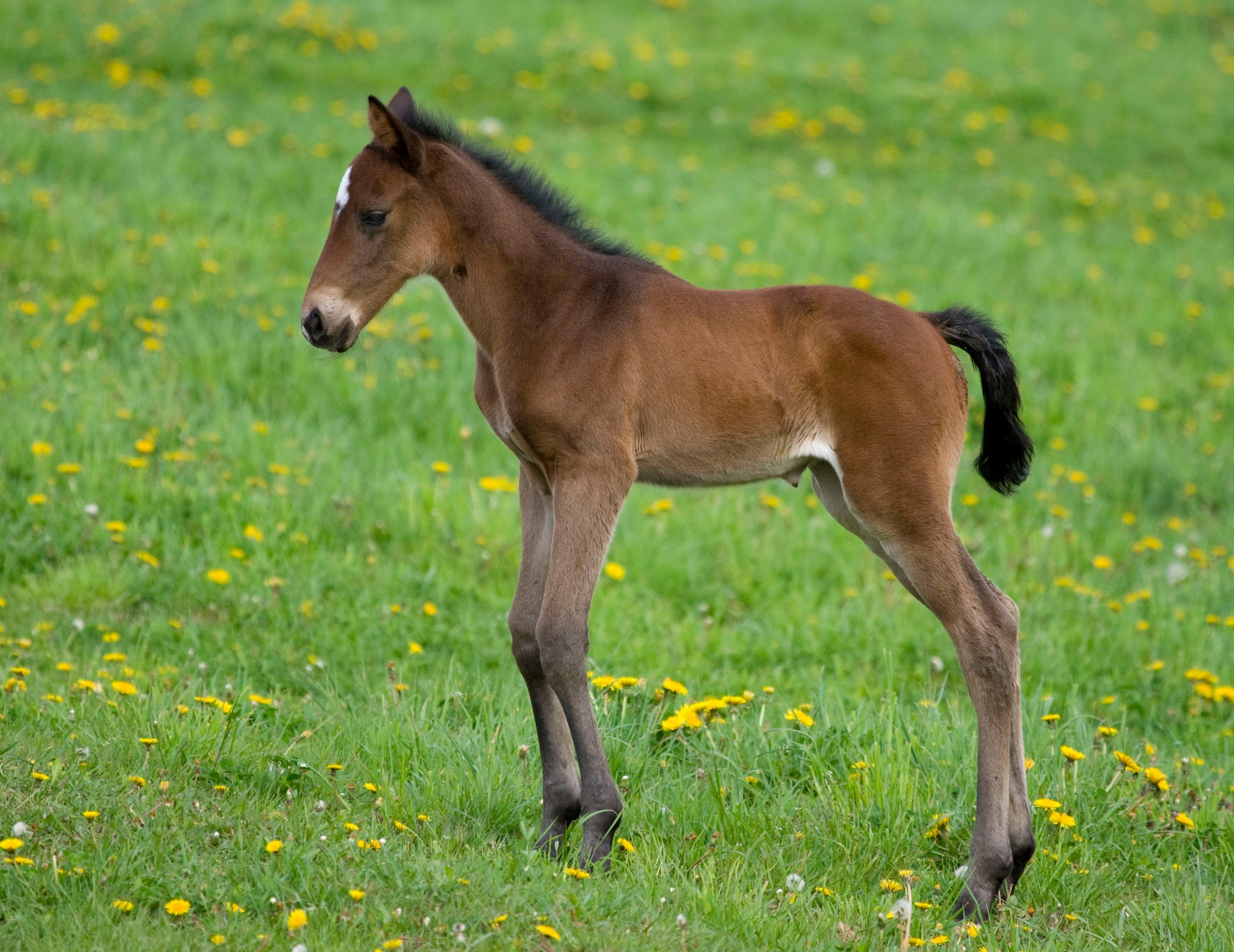 New Foal On The Way? Why You Need A Foal Health Check - Scone Equine Group