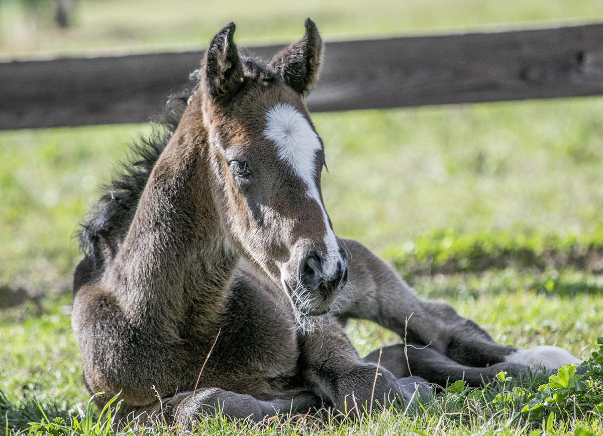 Eight Characteristics of Normal Foal Behaviour - Scone Equine Group