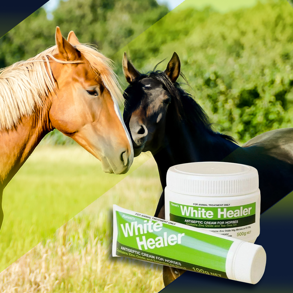 White Healer Cream for Horses - Scone Equine Group