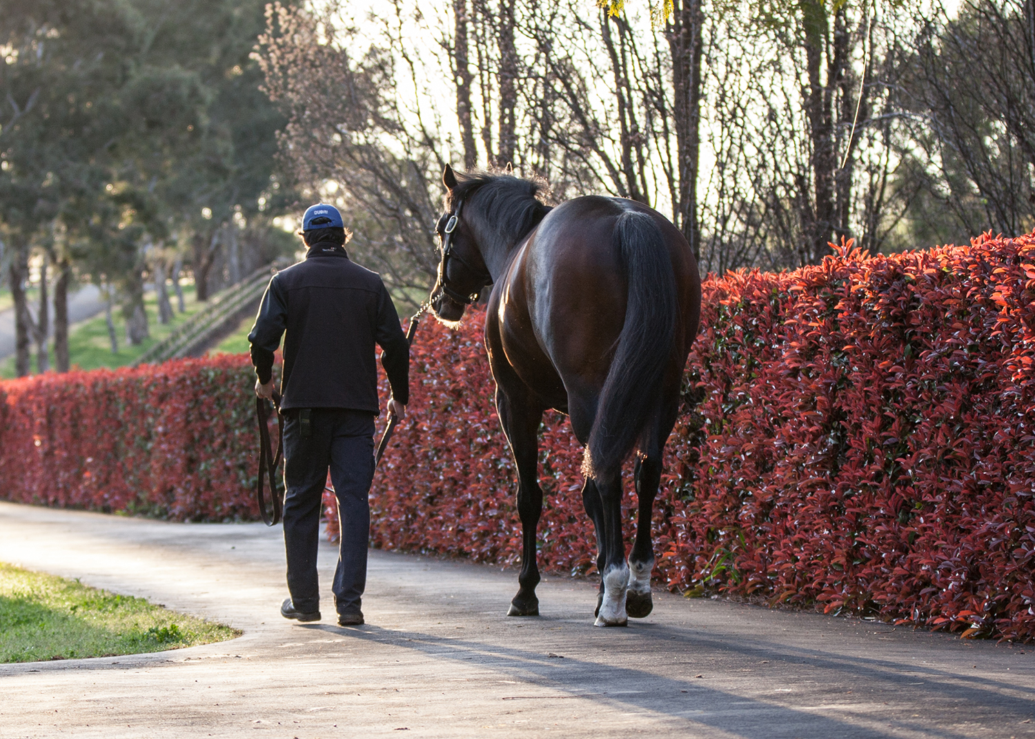 Preparing Your Stallion For The Breeding Season - Scone Equine Group