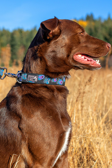 COLLAR / Bear Tracks Trim (6 color options) - Copper River Fleece