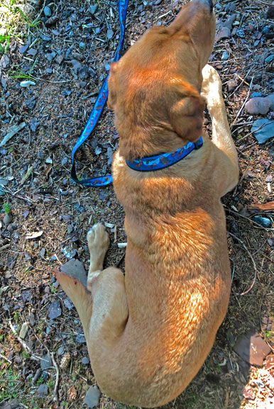 LEASH / Sea Otters Trim (2 color options) - Copper River Fleece