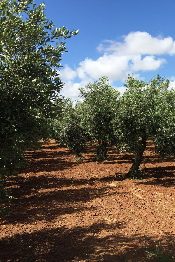 California Sevillano Olives - DeLallo