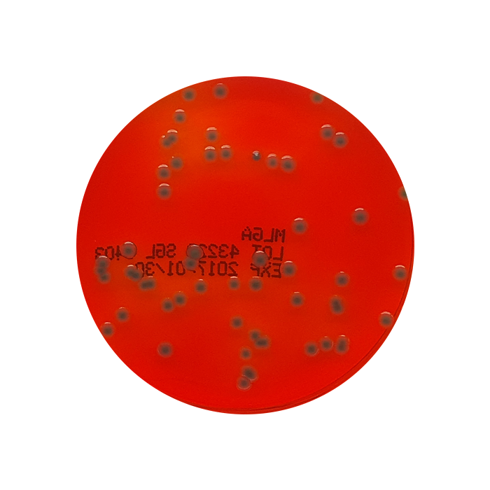 Pre-Poured Agar Plates for Microbiology & Laboratory Testing UK