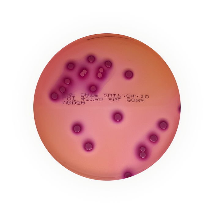 Violet Red Bile Glucose Agar (VRBGA) 90mm Pre-Poured Plates Pk 10 ...