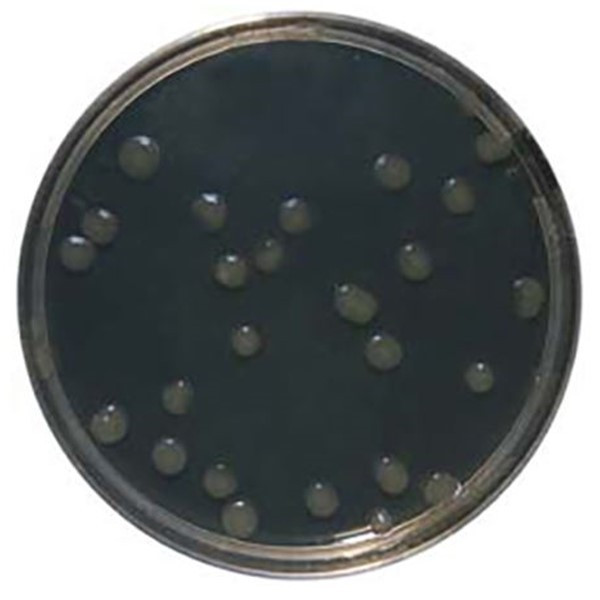 Mueller Hinton Agar MUELLER HINTON II AGAR, Dehydrated, 500g