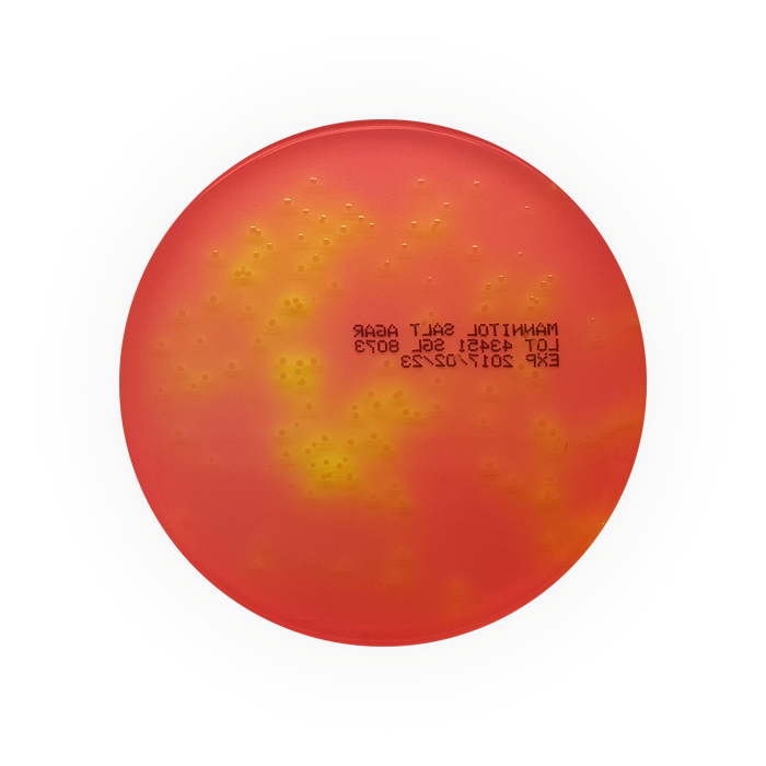 Mannitol Salt Agar PP Plate Pk 10 - Trafalgar Scientific