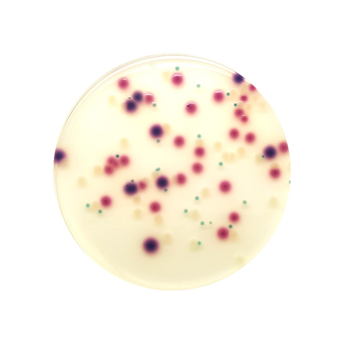 Chromogenic Coliform Agar (CCA 90mm PP Plates Pk 10 - Trafalgar Scientific