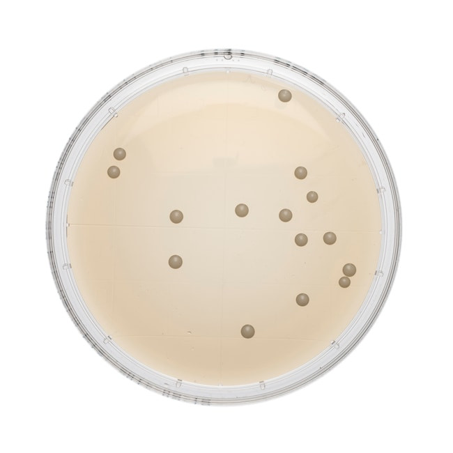 Sabouraud Dextrose Agar (SDA) Irr T/Wrap 55mm Plates Pk 10 - Trafalgar ...