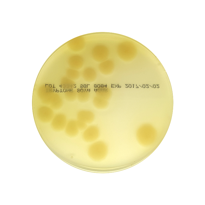 Pre-Poured Agar Plates for Microbiology & Laboratory Testing UK