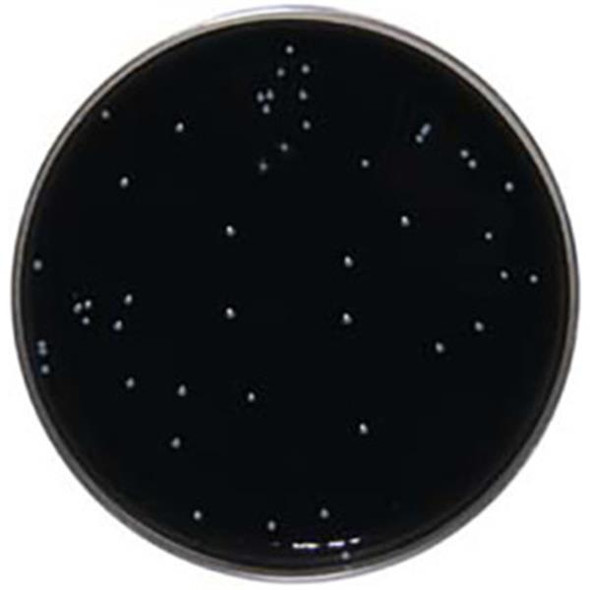 Legionella BCYE with L-Cysteine Agar 90mm PP Plates Pk 10