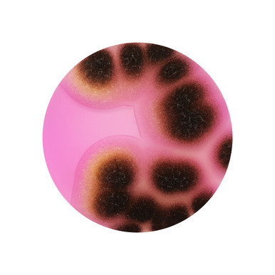 DRBC Agar 90mm Pre-Poured Plates Pk 10