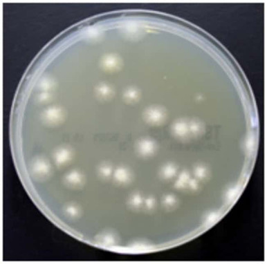 Tryptone Soya Agar (TSA), TWI, Deep Fill 90mm Plates Pk 10 - Trafalgar ...