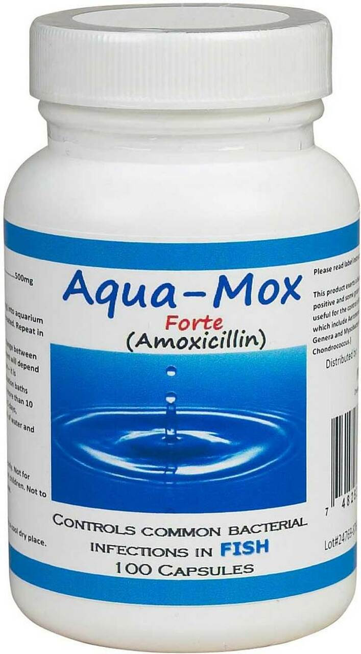 Aqua Mox 500mg – Fish Amoxicillin Antibiotic, 100 Capsules | Fish Mox ...