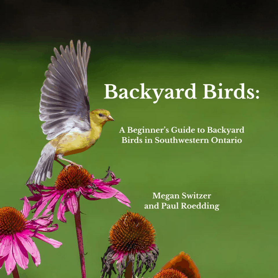 Backyard Backyard Birds: A Beginner's Guide to Backyard Birds in ...