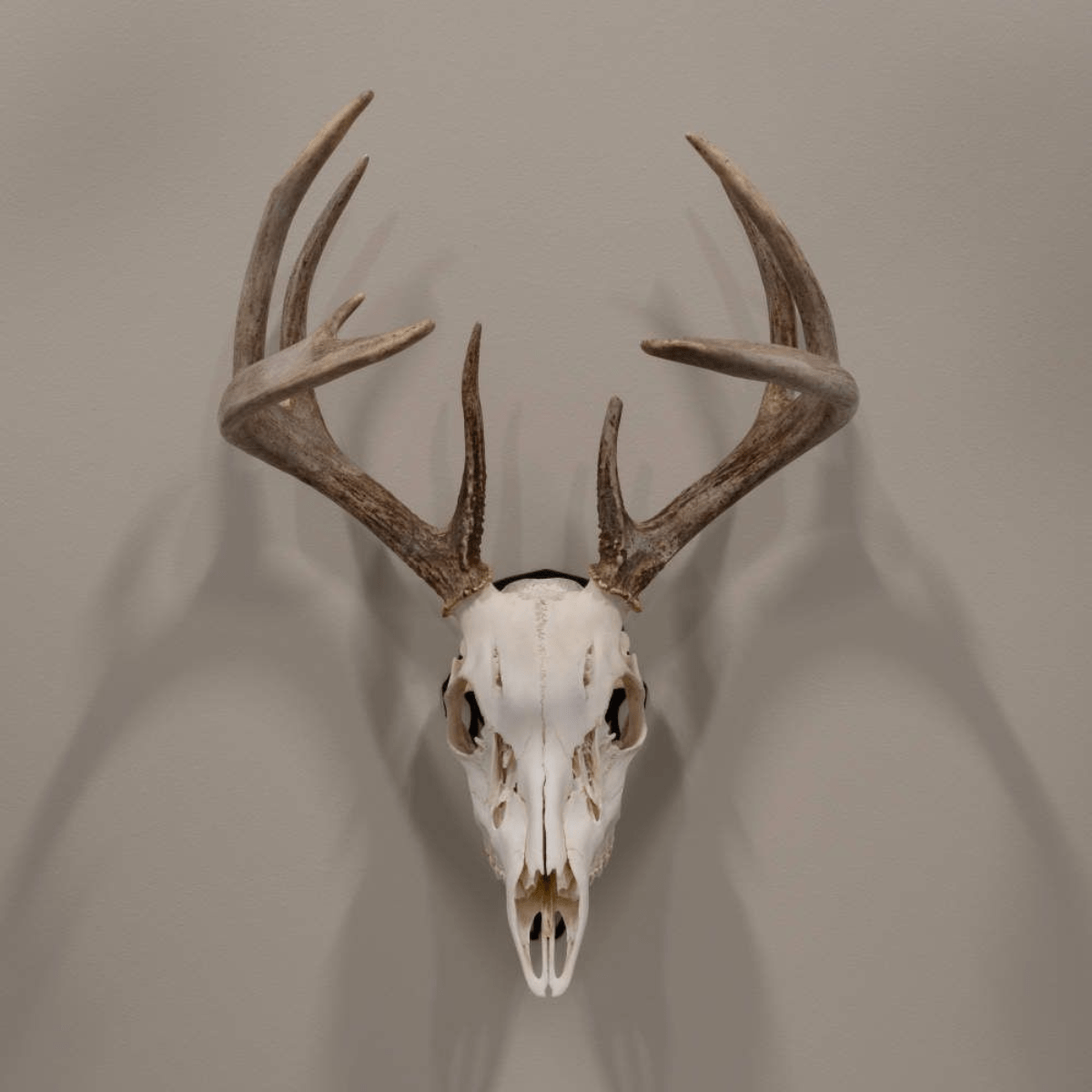 Allen 7233 EZ Mount Silhouette Skull Peg Wall Mount Small/Mid-Size Game ...