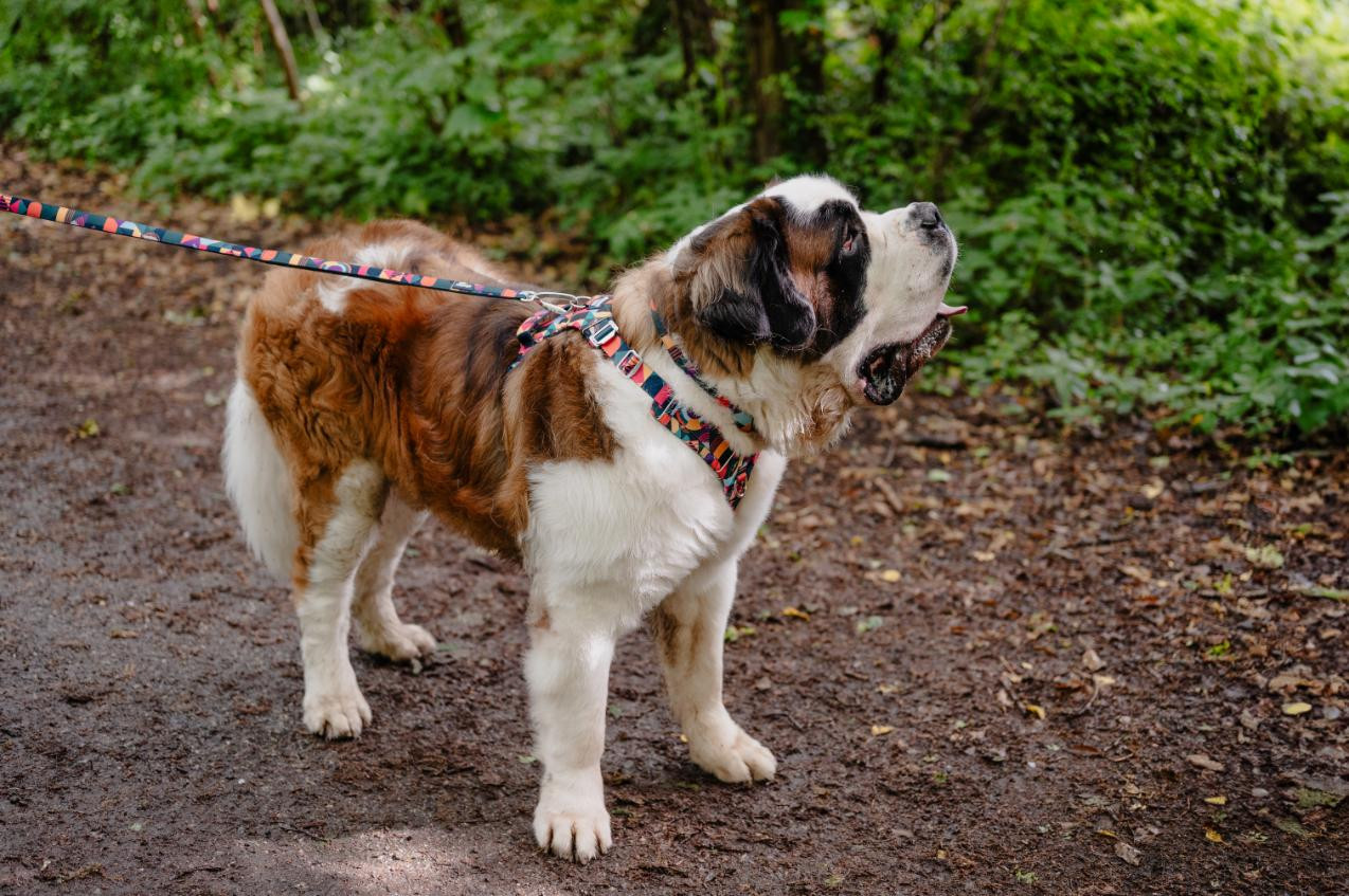 Adventure 2.0 Harness - Aurora - The PetFellas