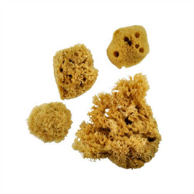 Sponge Set