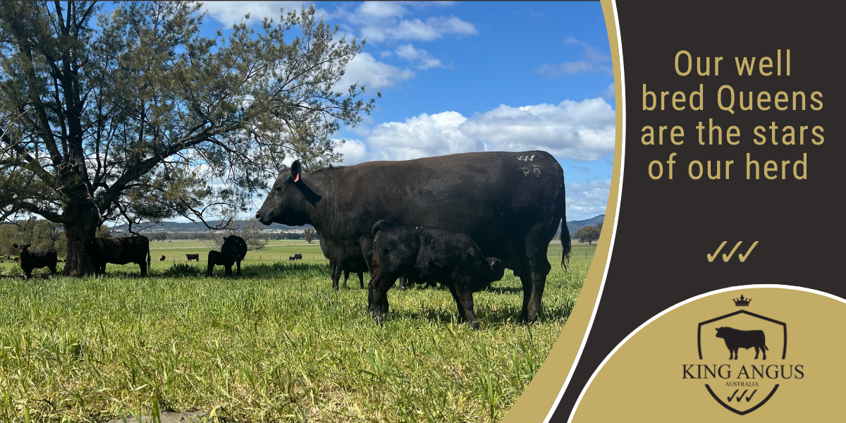 King Angus Australia | Premium Angus Cattle Breeders NSW