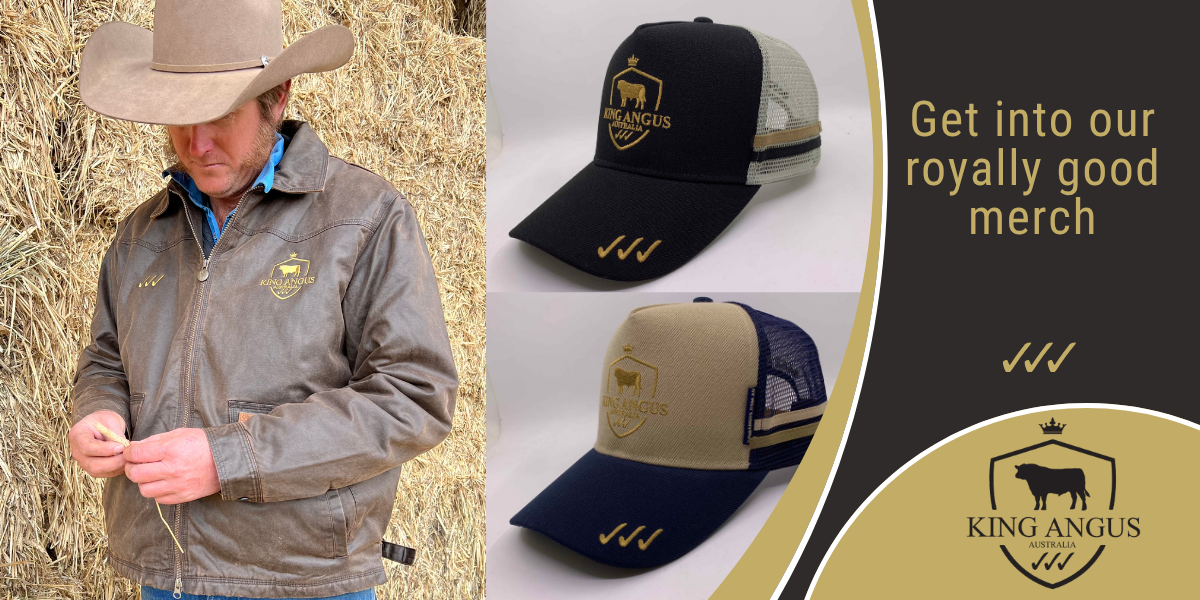 King Angus Australia | Premium Angus Cattle Breeders NSW